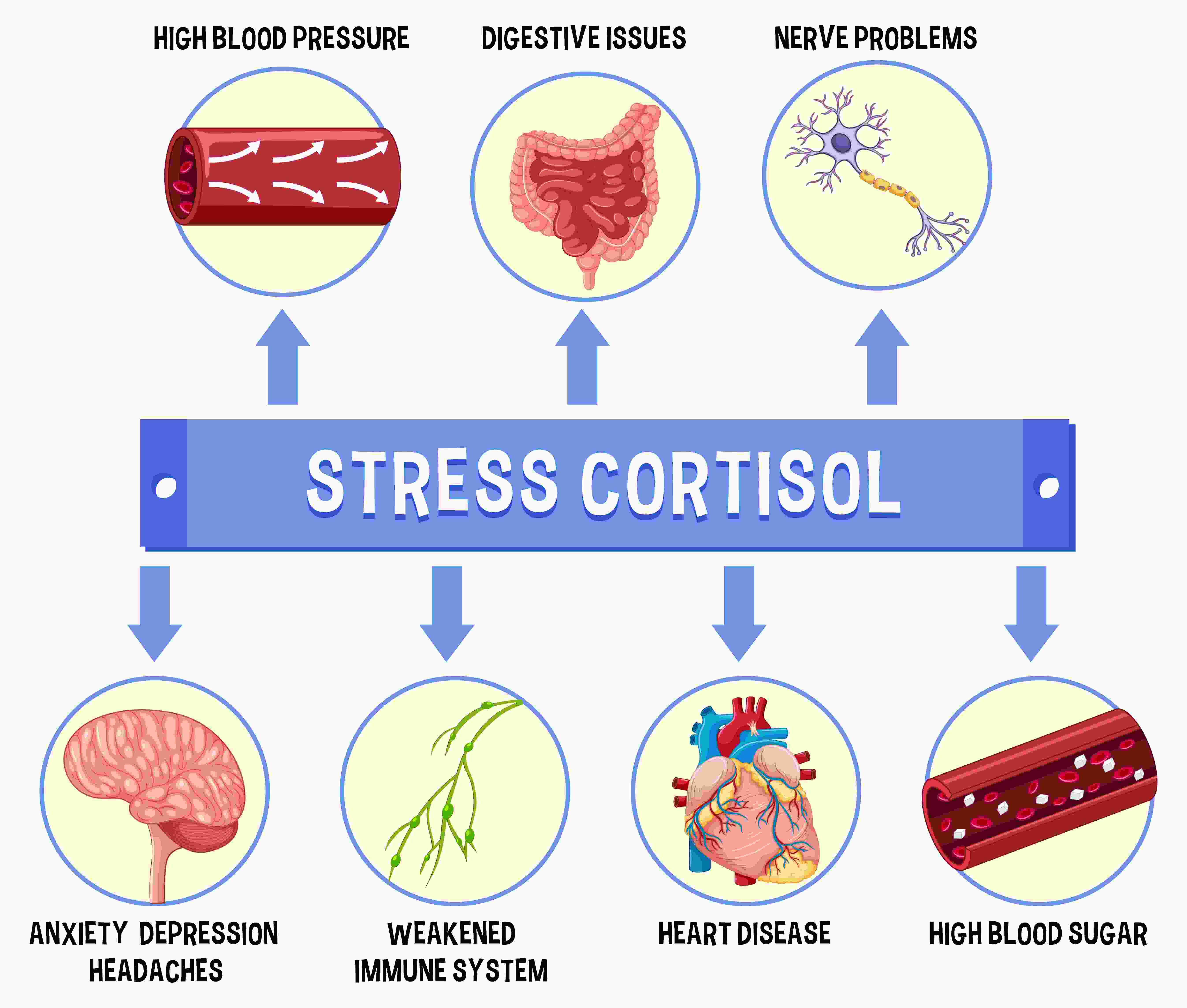 What is Cortisol: The Stress Hormone | MyFitnessCoach