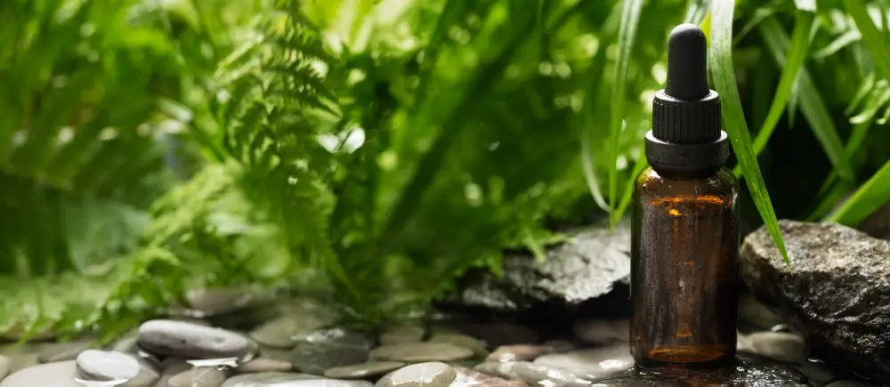 Moringa Leaves Oil: 5 Amazing Health Benefits and Recipe | MyFitnessCoach